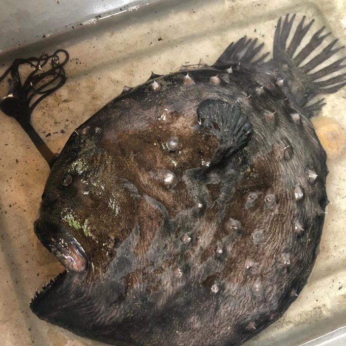 Extremely Weird 'Footballfish' Washes Ashore in California - Nerdist