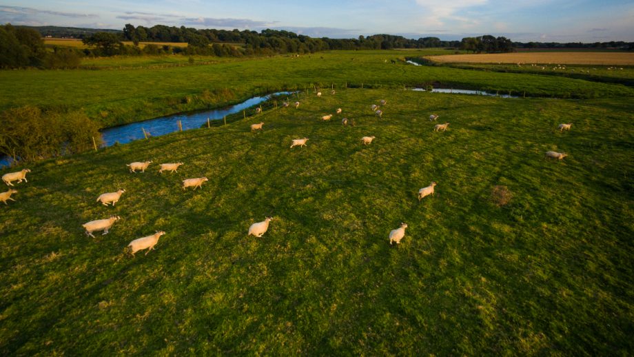 Watch a Woolly Flock of Sheep Move In Perfect Unison - Nerdist