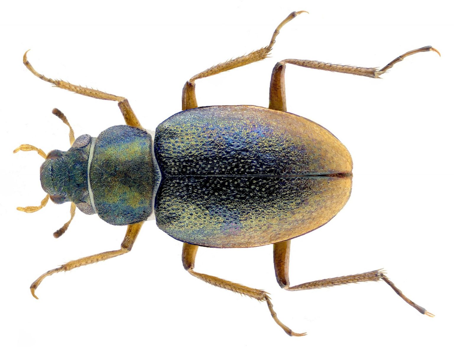 This Beetle Can Walk on the Underside of Water's Surface - Nerdist