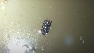 This Beetle Can Walk on the Underside of Water's Surface - Nerdist