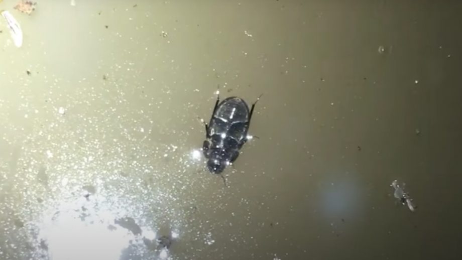 This Beetle Can Walk on the Underside of Water's Surface - Nerdist