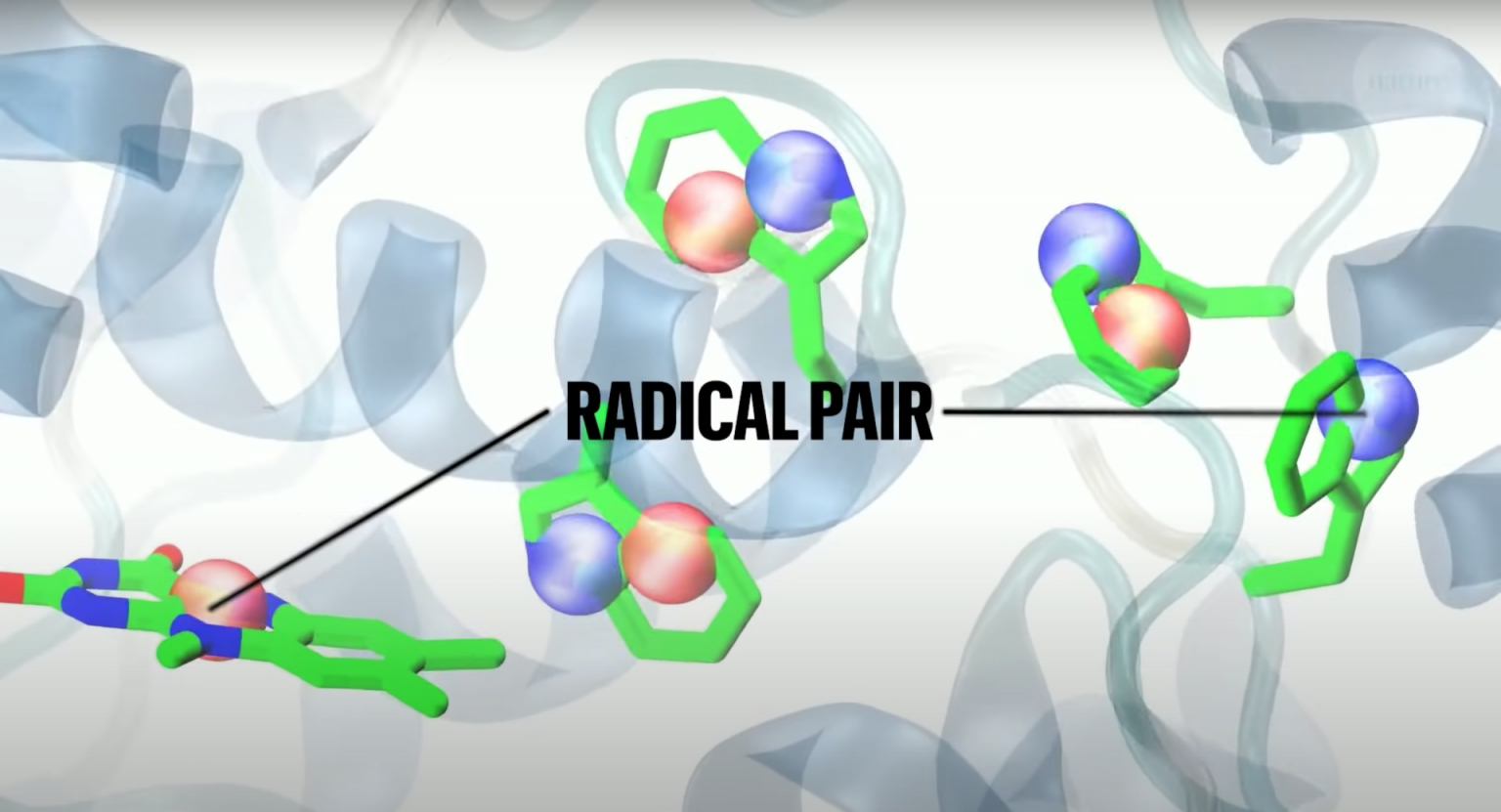 Study Says Quantum Physics Drives Bird Migration Patterns - Nerdist