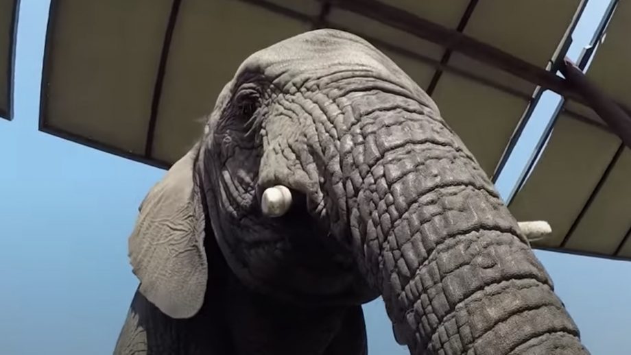 Watch Hungry Elephant Burst Into a Kitchen Like the Kool-Aid Man - Nerdist