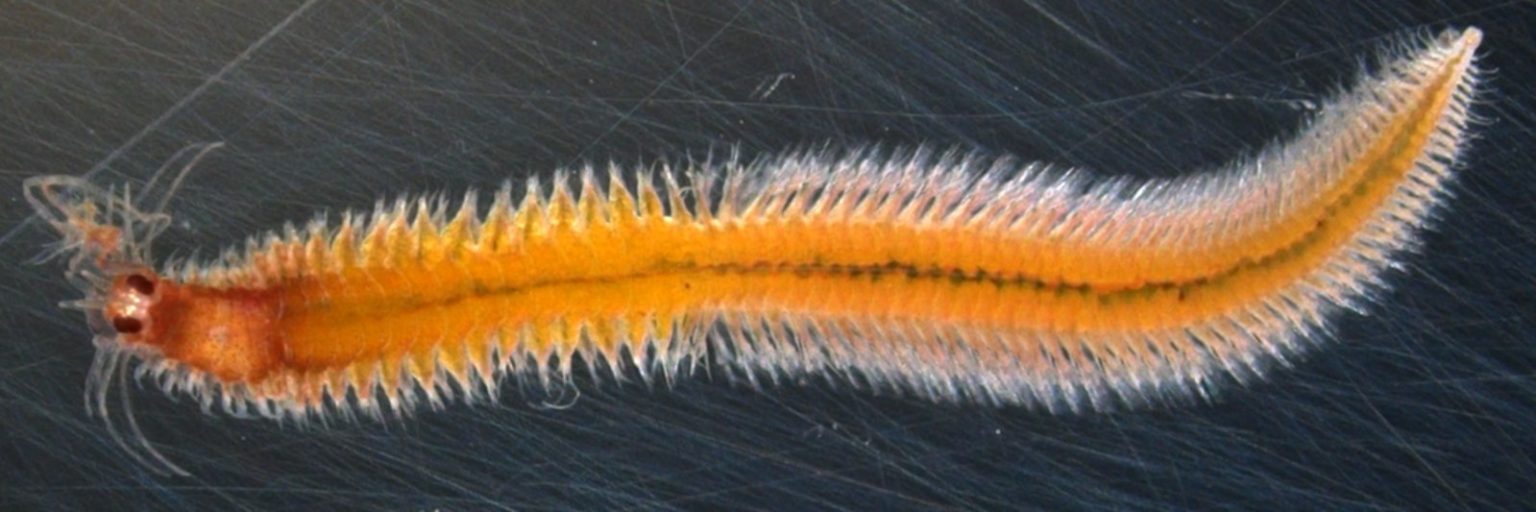 These Ocean-Dwelling Bristle Worms Have Jaws Made of Metal - Nerdist