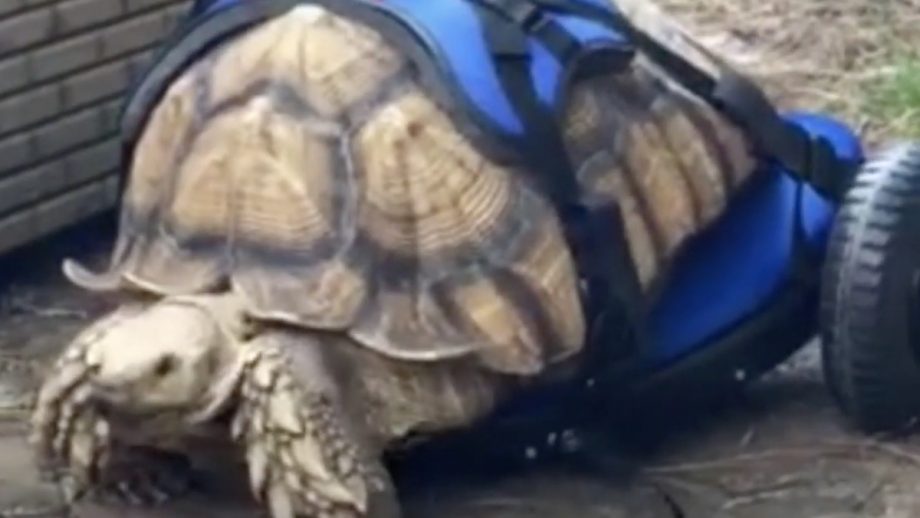 Giant Tortoise with Bone Disease Gets Custom Wheelchair - Nerdist