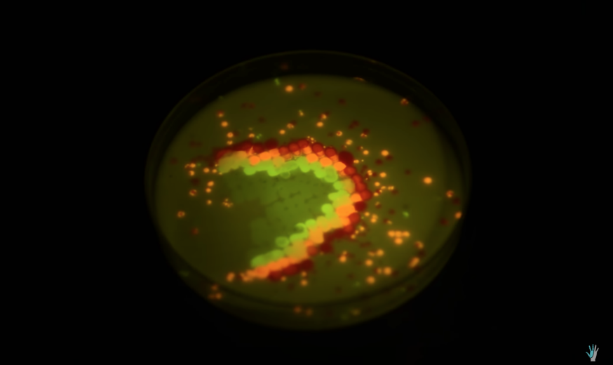 Beautiful Art Made with Bacteria and a Robot - Nerdist