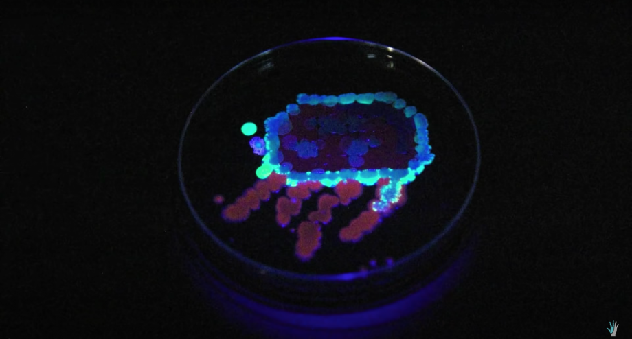 Beautiful Art Made with Bacteria and a Robot - Nerdist