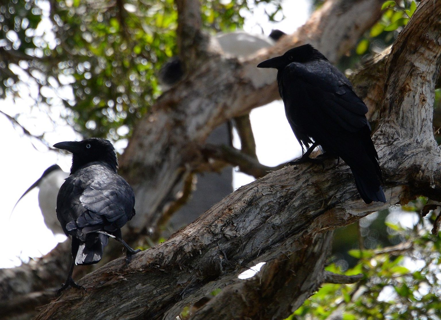 Scientists Find Crows Have a Concept of the Number Zero - Nerdist