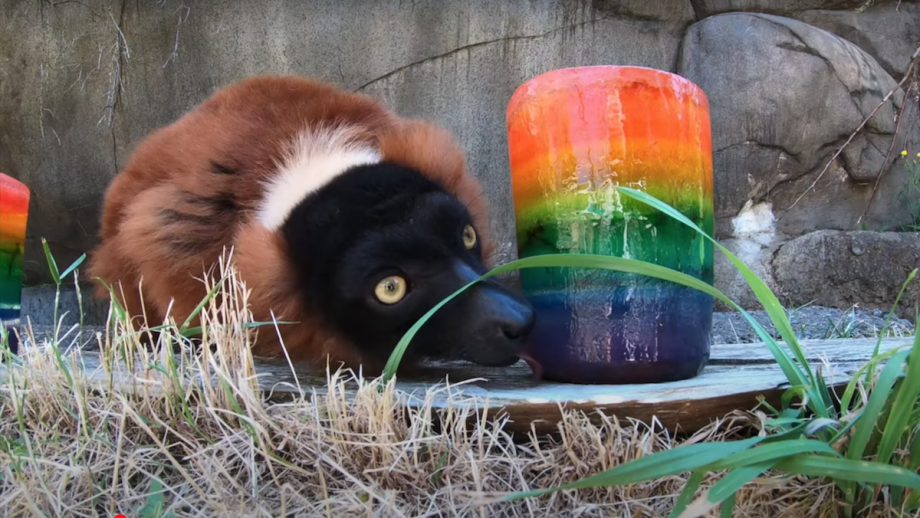 Behold a Bunch of Lemurs Munching on Jumbo Popsicles - Nerdist