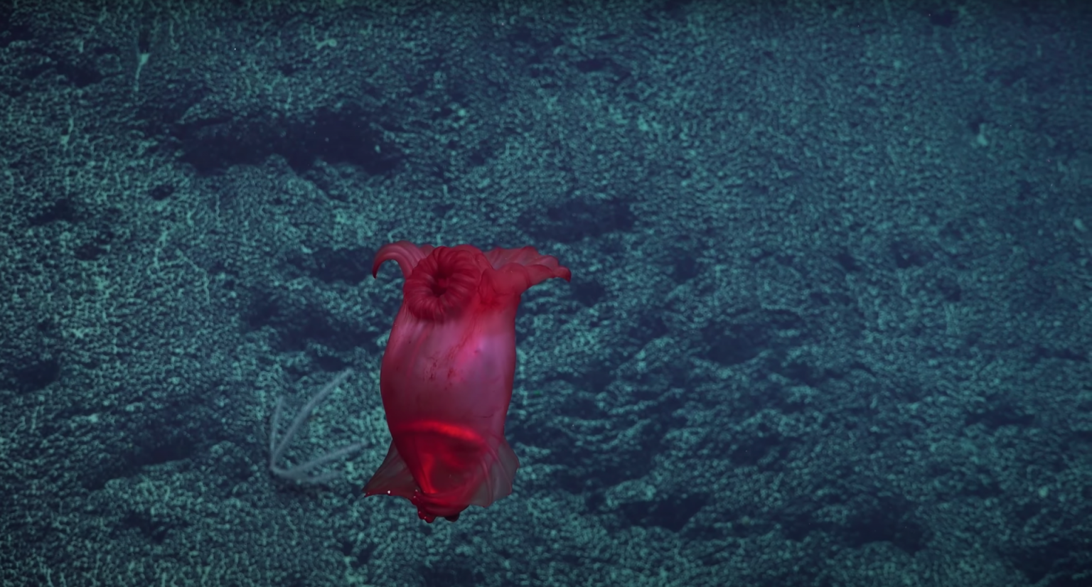 Deep Ocean Highlight Reel Shows a Gorgeous Glass Octopus - Nerdist