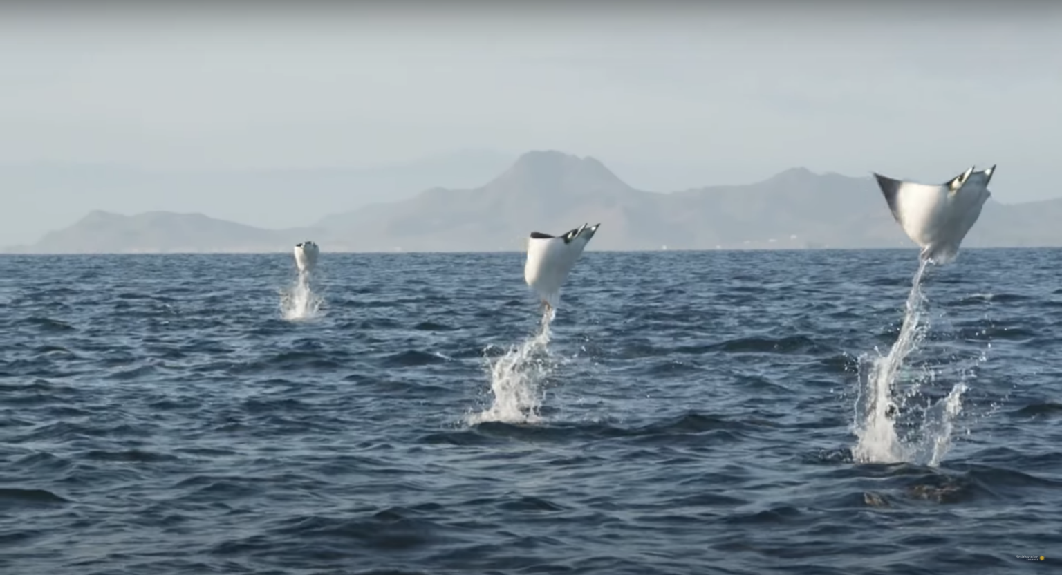 See Giant Eagle Rays Leap from the Ocean in Unreal Clip - Nerdist