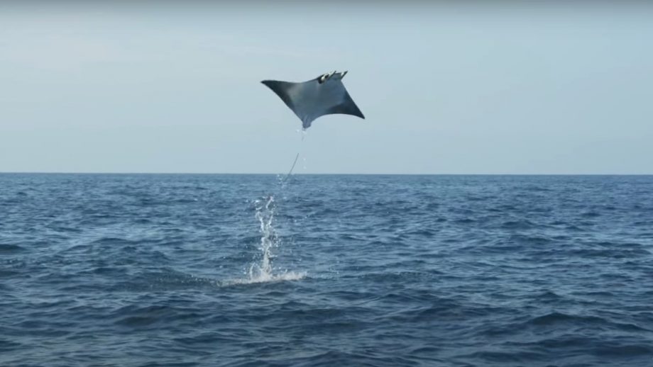 See Giant Eagle Rays Leap from the Ocean in Unreal Clip - Nerdist