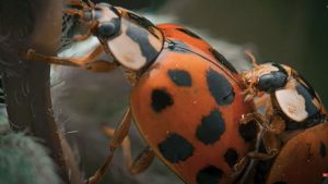 Watch an Amazing Timelapse Video of Ladybugs Hatching - Nerdist
