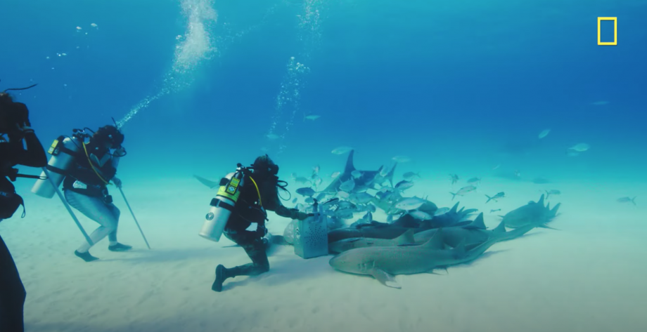 This Clip from SHARK GANGS Reveals How Sharks Like to Hang Out - Nerdist