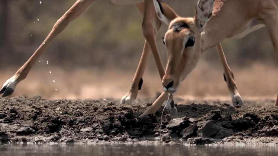 Video Shows the Serene Beauty of an African Watering Hole - Nerdist