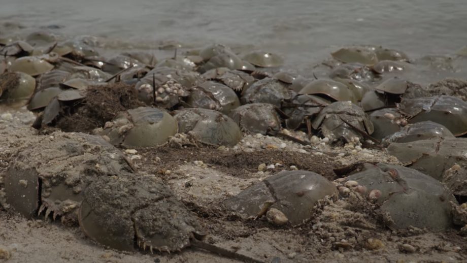 Mass Crab Reproduction Brings Millions of Crabs to Philadelphia Beach ...