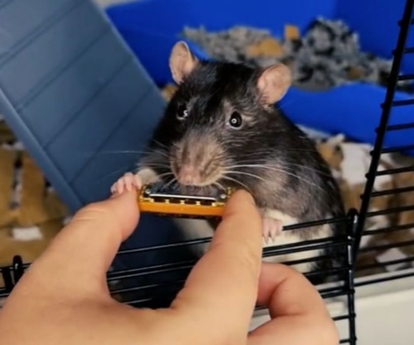 Genius Pet Rat Plays Harmonica and Releases 'Best Song' - Nerdist