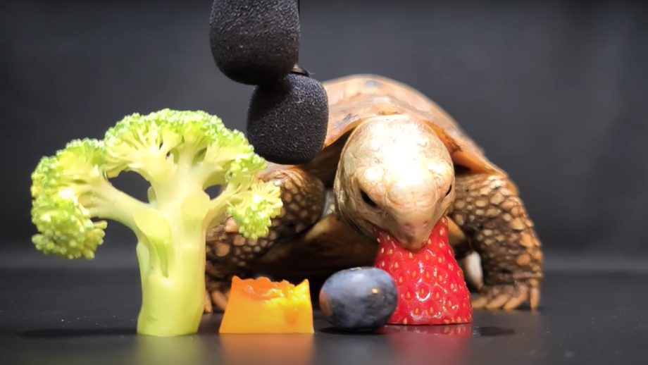 This ASMR Video of a Tortoise Munching Is Surprisingly Soothing - Nerdist