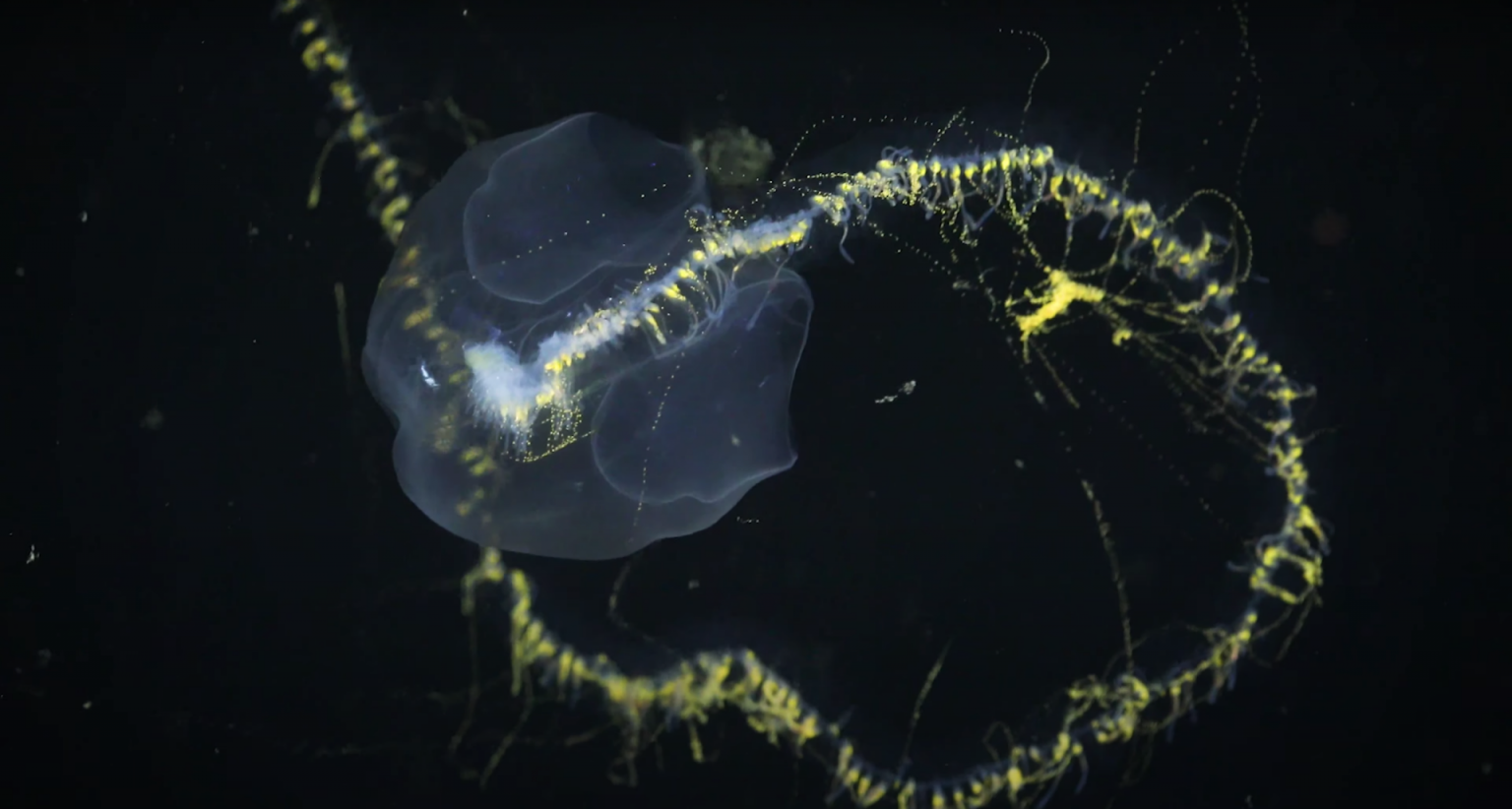 Sub Spots Vast Array of Freaky Sea Creatures on Test Dive - Nerdist