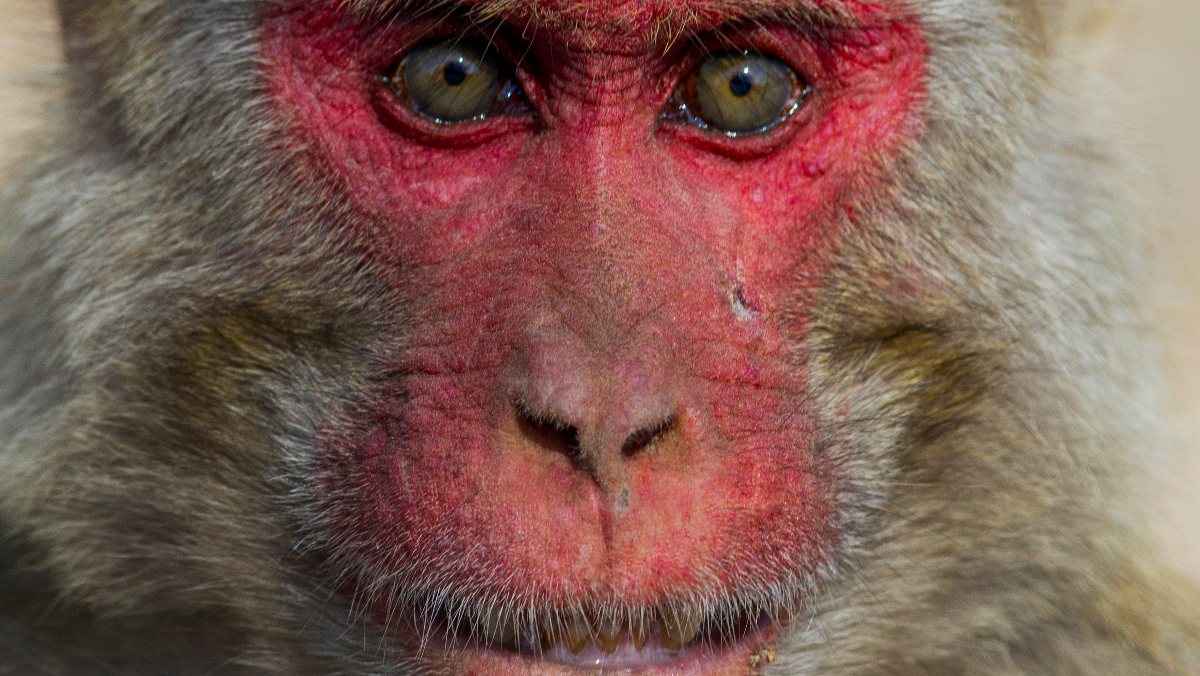 This Monkey Chokes Under Pressure Just Like Humans Do - Nerdist