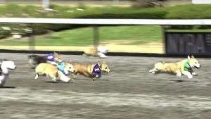 ESPN Delights the Masses by Showing Corgi Races - Nerdist