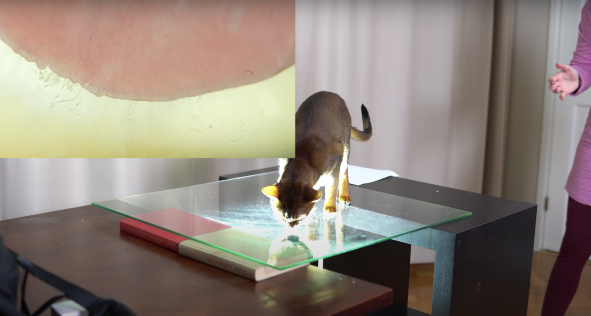 Watch an Unsettling Close-Up Slow-Mo Video of a Cat Licking - Nerdist