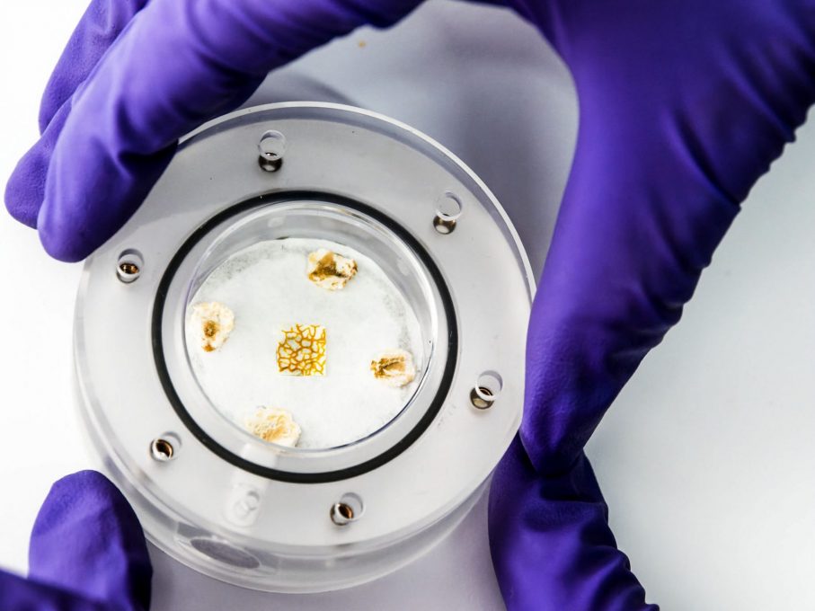 Problem-Solving Slime Mold Blob Has Arrived on the ISS - Nerdist