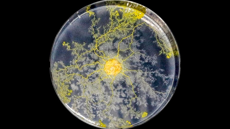 Problem-Solving Slime Mold Blob Has Arrived on the ISS - Nerdist