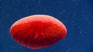 Potential New Jellyfish Species Is a Blood-Red Beauty - Nerdist