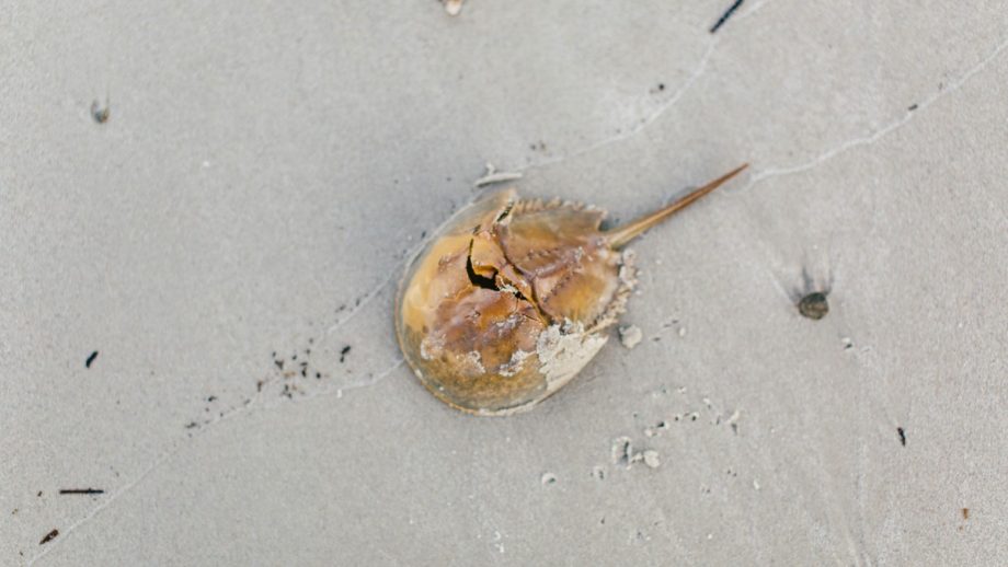 310-Million-Year-Old Horseshoe Crab Brain Reveals the Past - Nerdist
