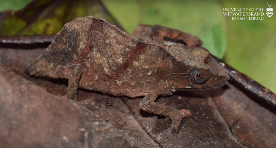 Chameleon Species Thought to Be Extinct Has Been Found - Nerdist