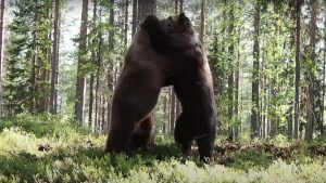 Epic Bear Battle in the Woods Shows the Beasts' True Power - Nerdist