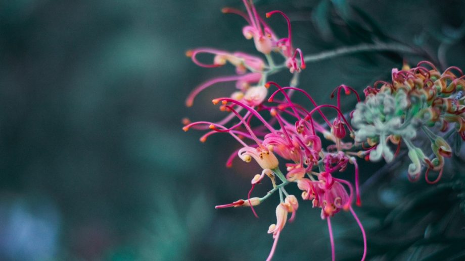 Art and Science Meet to Resurrect Scents of Extinct Flowers - Nerdist