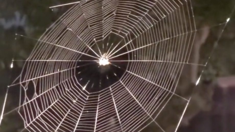 Time-Lapse of Spider Making Its Web Is Mesmerizing - Nerdist