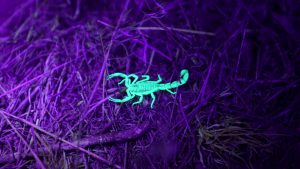 This Is Why Scorpions Glow Under UV Light - Nerdist