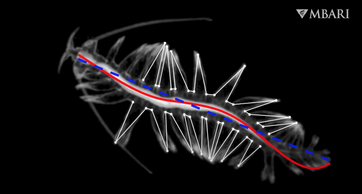 This Elegant Sea Worm Is Inspiring Aquatic Robots - Nerdist