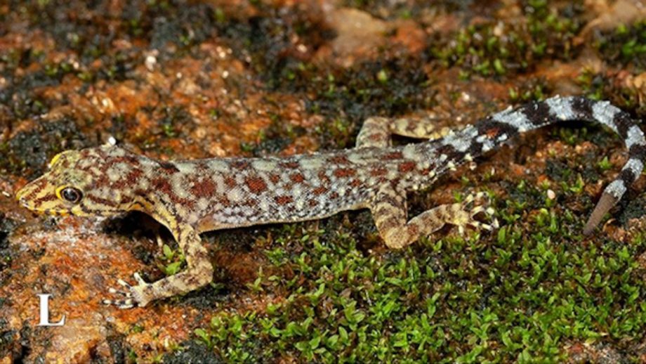 New Gecko Species Is So Agile It's Named After Jackie Chan - Nerdist