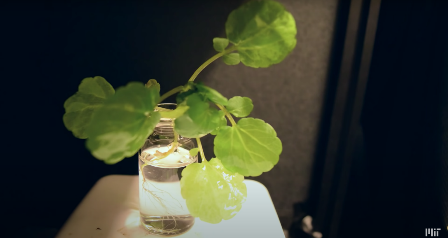 New Glowing Plants Emit Ambient Light From Their Leaves - Nerdist