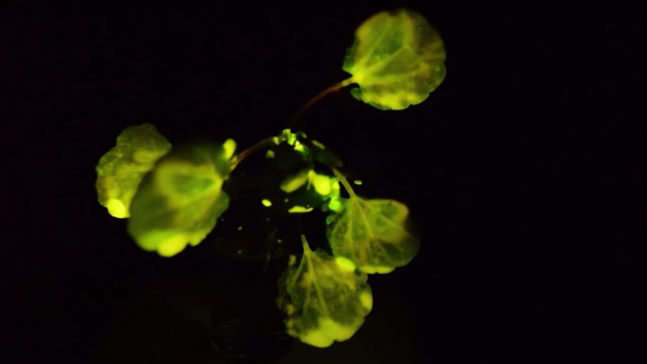New Glowing Plants Emit Ambient Light From Their Leaves - Nerdist