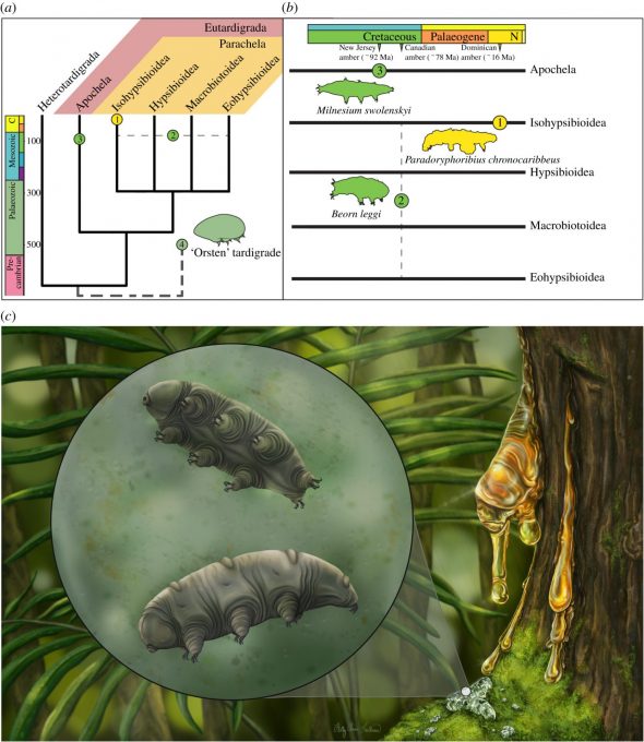 Tardigrade Fossil Found in Hunk of 16-Million-Year-Old Amber - Nerdist