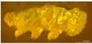 Tardigrade Fossil Found in Hunk of 16-Million-Year-Old Amber - Nerdist