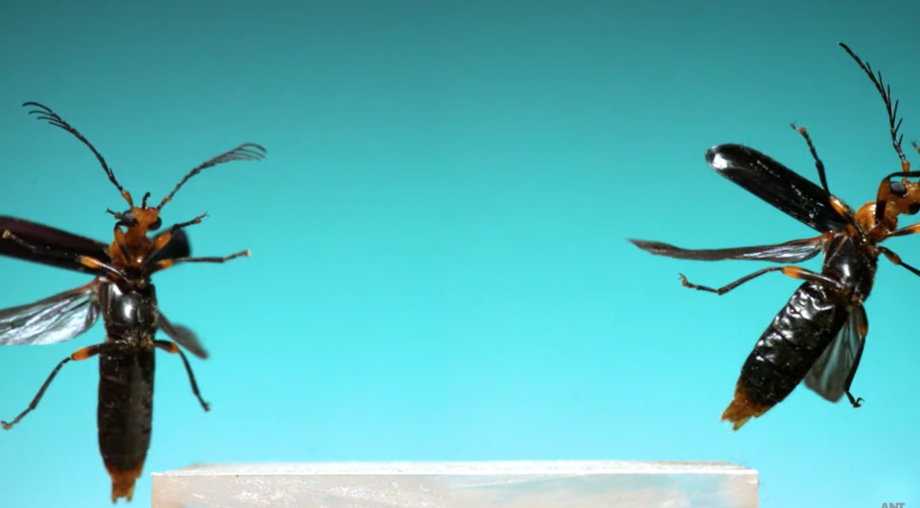 Insects Flying in Slow Motion Reveal a Gross Kind of Beauty - Nerdist