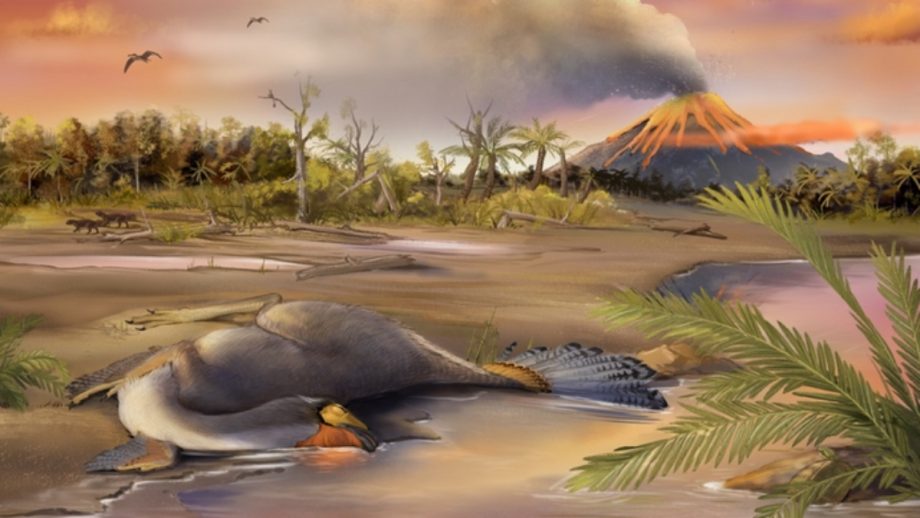 Fossil of Peacock-Like Dinosaur May Have Preserved DNA Remnants - Nerdist