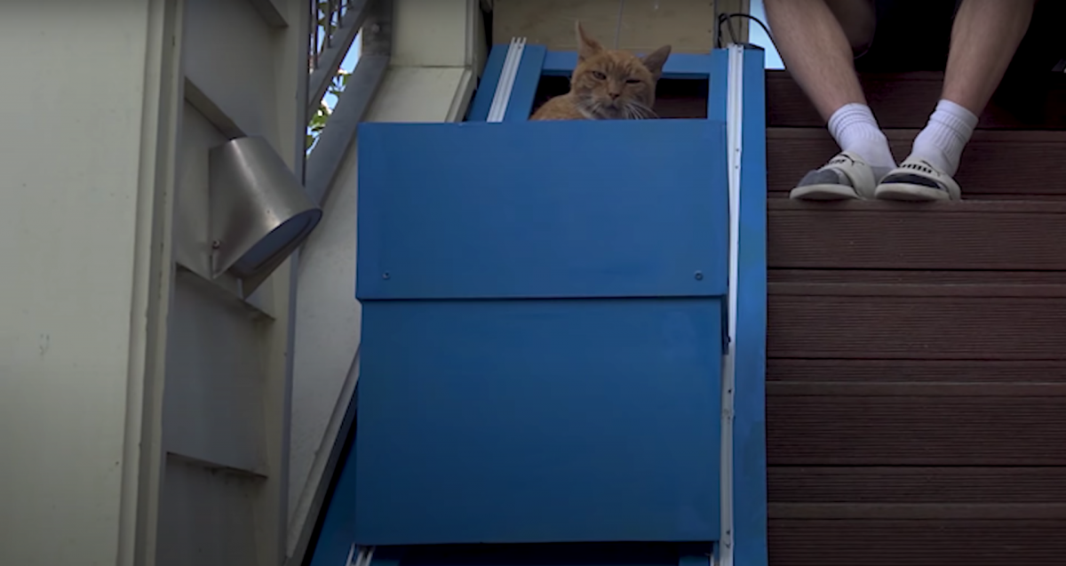 This Person Made an Elevator for His 20-Year-Old Cat 'Frodo' - Nerdist