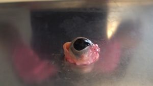 Eyeballs Bounce If You Drop Them Down Stairs, Apparently - Nerdist