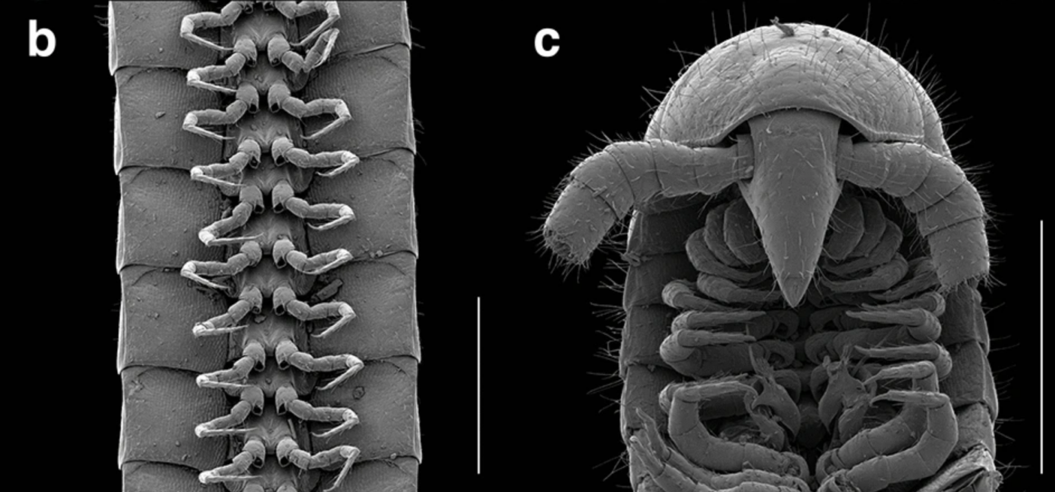 Millipede with Over 1,000 Legs Discovered for the First Time - Nerdist