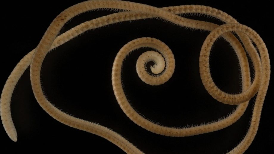 Millipede with Over 1,000 Legs Discovered for the First Time - Nerdist