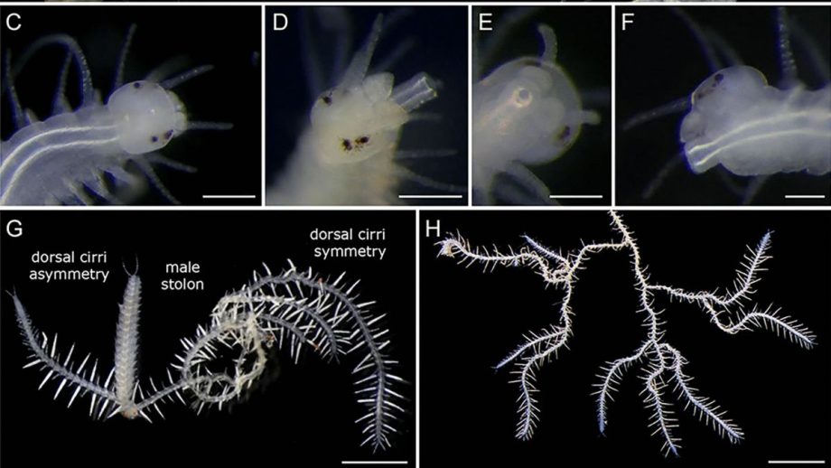 Creepy New Worm Species Named After GODZILLA's King Ghidorah - Nerdist