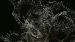 Creepy New Worm Species Named After GODZILLA's King Ghidorah - Nerdist