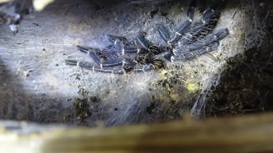 Taksinus bambus Archives - Nerdist